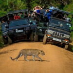 Yala National Park (Day Tour) - The Sum Up