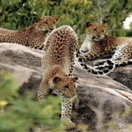 Yala National Park: Entrance Ticket - The Itinerary Breakdown: What You’ll Experience