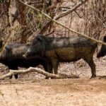 Yala National Park Entrance Ticket with Private Safari - The Safari Experience: What to Expect