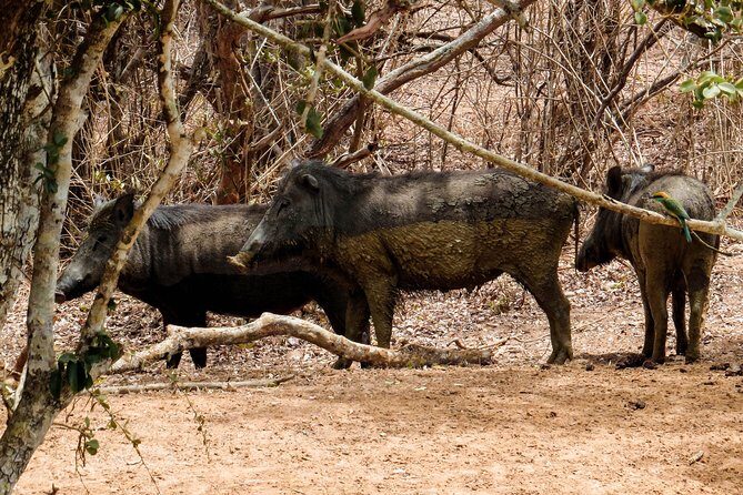 Yala National Park Entrance Ticket with Private Safari - The Safari Experience: What to Expect