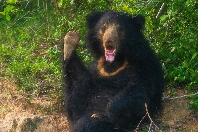 Yala National Park - Full Day Safari (04:30 am - 06:00 pm) - Real Experiences from Travelers