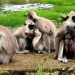 Yala National Park : Full Day Safari (04:30 am - 18:00 pm) - The Full Itinerary: What to Expect