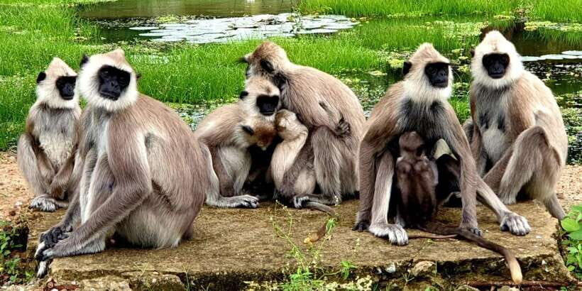 Yala National Park : Full Day Safari (04:30 am - 18:00 pm) - The Full Itinerary: What to Expect