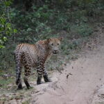 Yala national park Full day tour With breakfast and lunch - What the Travelers Say
