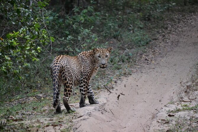 Yala national park Full day tour With breakfast and lunch - What the Travelers Say