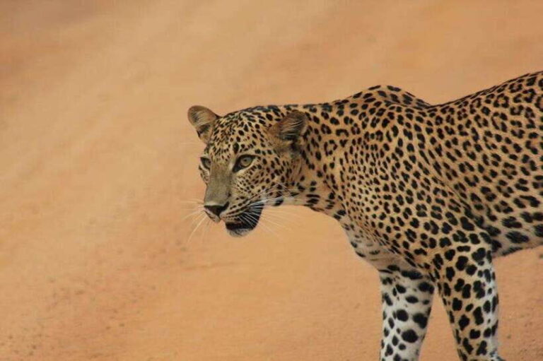 YALA National Park - Full Day Wildlife Safari with Lunch - Booking, Pricing, and Value