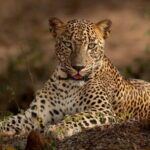 Yala National Park Guided Safaris - Itinerary Breakdown: What to Expect During the Day