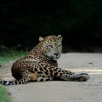 Yala national park half day safari from Colombo. - Who Should Consider This Tour?