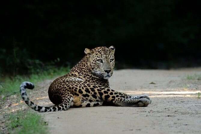 Yala national park half day safari from Colombo. - Who Should Consider This Tour?
