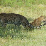 Yala National Park Jeep Safari: Leopards, Elephants & Wild - Why the Price Matters