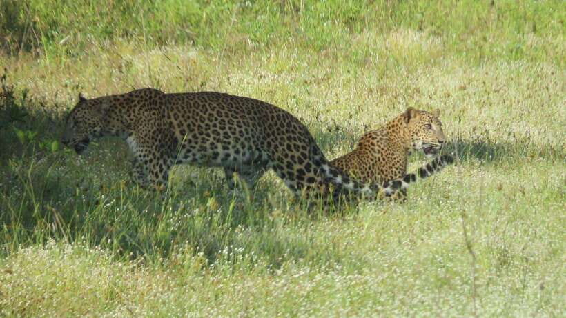 Yala National Park Jeep Safari: Leopards, Elephants & Wild - Why the Price Matters