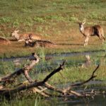 Yala National Park Jeep Safari - One Day Trip - Transportation and Comfort