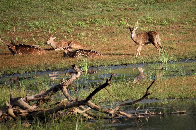 Yala National Park Jeep Safari - One Day Trip - Transportation and Comfort