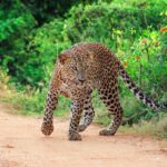 Yala National Park Leopard Safari - The Sum Up: Who’s it Best For?