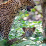 Yala National Park: Leopard Safari Day Tour from Colombo - What’s Included and What’s Not