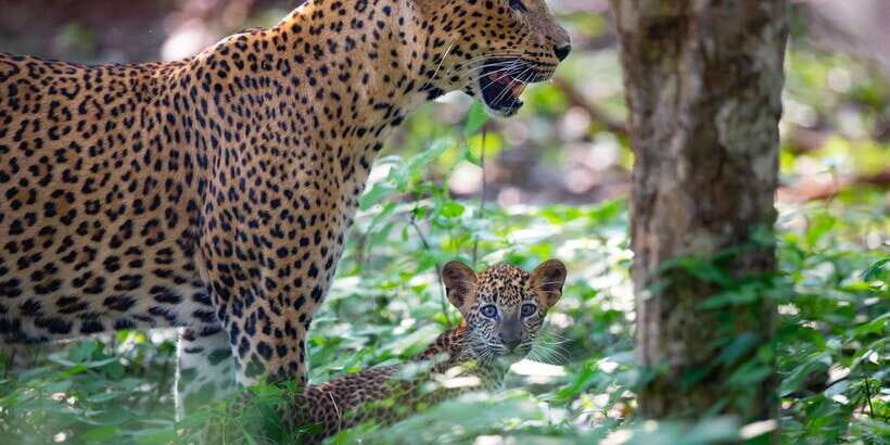 Yala National Park: Leopard Safari Day Tour from Colombo - What’s Included and What’s Not