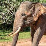 Yala National Park: Leopard Safari Full day tour with Lunch - Who Should Consider This Tour?