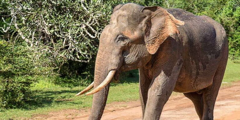 Yala National Park: Leopard Safari Full day tour with Lunch - Who Should Consider This Tour?