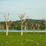 Yala National Park: Leopard Safari Half/Full-Day Safari - The Itinerary Breakdown