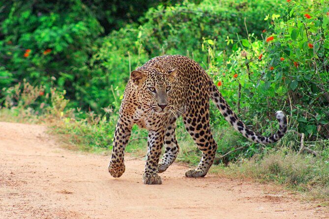 Yala National Park Leopard Safari - The Sum Up: Who’s it Best For?