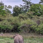 Yala National Park: Morning Afternoon Safari (All Inclusive) - Authentic Traveler Insights