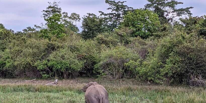 Yala National Park: Morning Afternoon Safari (All Inclusive) - Authentic Traveler Insights