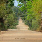 Yala National Park: Morning Half day Safari Tour - The Day-to-Day: What to Expect from the Itinerary