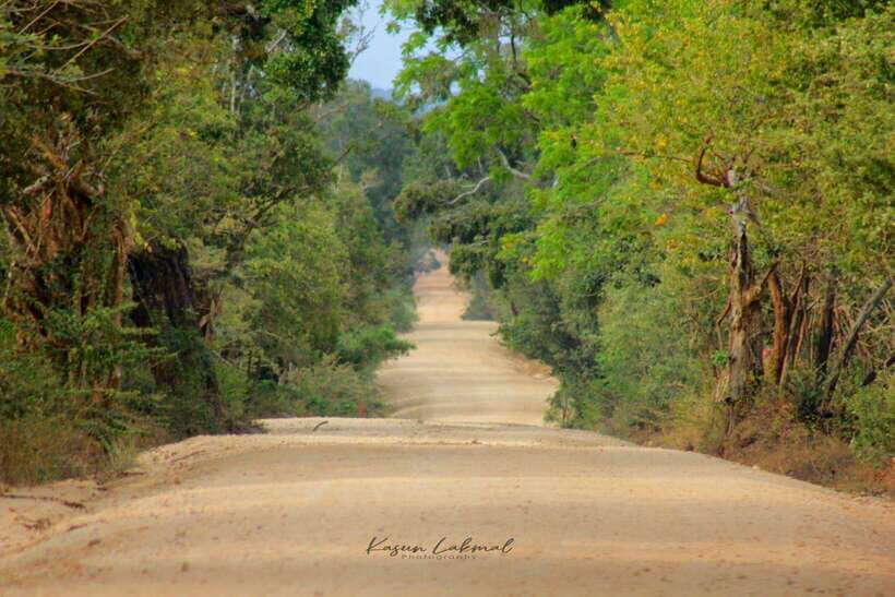 Yala National Park: Morning Half day Safari Tour - The Day-to-Day: What to Expect from the Itinerary