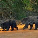 Yala National Park: Morning or Afternoon Game Drive - The Wildlife and Sights: What You’ll See