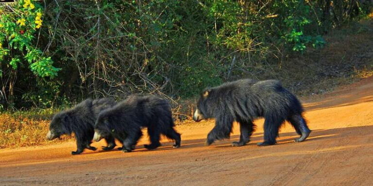 Yala National Park: Morning or Afternoon Game Drive - The Wildlife and Sights: What You’ll See