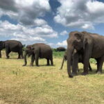 Yala National Park: Morning or Afternoon Safari Tour (5 h) - An Honest Look at the Experience