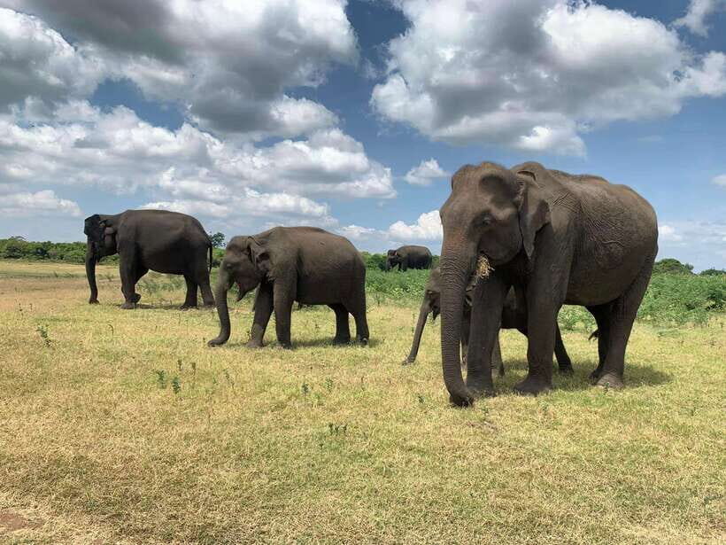 Yala National Park: Morning or Afternoon Safari Tour (5 h) - An Honest Look at the Experience