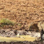 Yala National Park: Private Full Day Safari (04:00-18:00) - The Itinerary: What to Expect