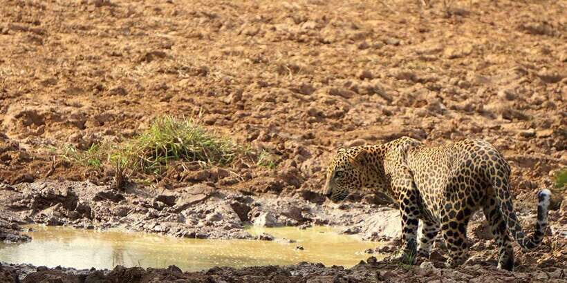 Yala National Park: Private Full Day Safari (04:00-18:00) - The Itinerary: What to Expect