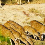 Yala National Park Private Jeep Safari From Colombo & Negombo - What’s Included and What’s Not