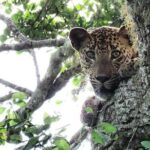 Yala National Park | Private Safari - Final Thoughts