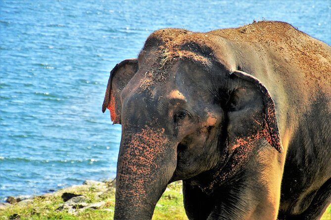 Yala National Park Private Safari - The Sum Up