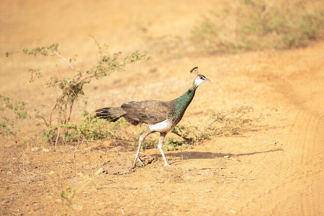 Yala National Park Private Safari Tour - What’s Included and What’s Not