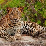 Yala National Park Private Safari trip from Galle/Unawatuna/Mirissa - Who Will Love This Tour?