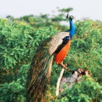 Yala National Park Private Safari with Naturalist - What the Reviews Say