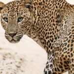 Yala National Park Safari 2 Options (7 hour & 12 hour) - What To Expect from the Tour