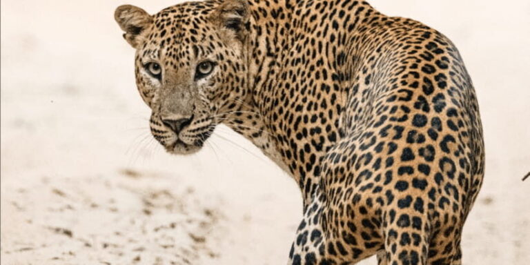 Yala National Park Safari 2 Options (7 hour & 12 hour) - What To Expect from the Tour