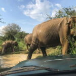 Yala National Park Safari Adventure(Half Day tour) 5 Hour - The Itinerary: Breaking Down the Experience