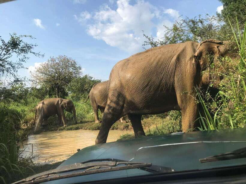 Yala National Park Safari Adventure(Half Day tour) 5 Hour - The Itinerary: Breaking Down the Experience