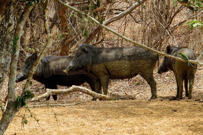Yala National Park Safari from Bentota - What’s Included and What’s Not