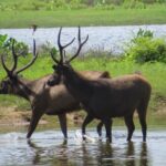 Yala National Park Safari from Galle - What Sets This Tour Apart?