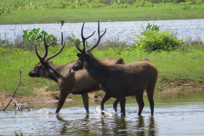 Yala National Park Safari from Galle - What Sets This Tour Apart?