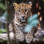 Yala National Park Safari |From Hambantota Port (Shore Excursion) - First Impressions: Starting from Hambantota