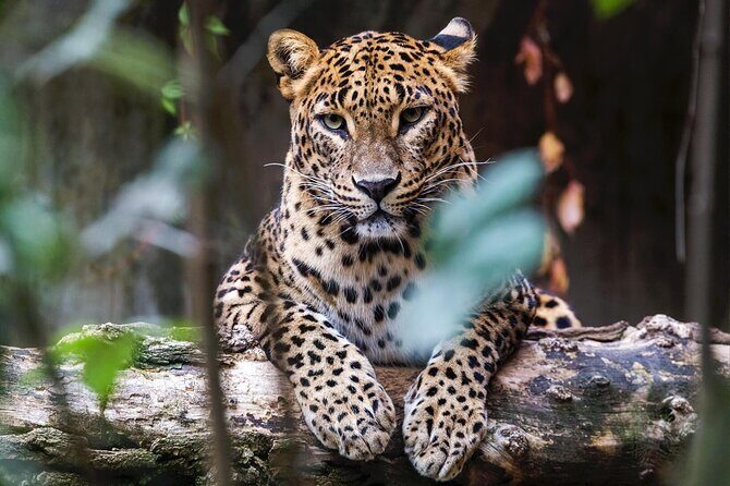 Yala National Park Safari |From Hambantota Port (Shore Excursion) - First Impressions: Starting from Hambantota