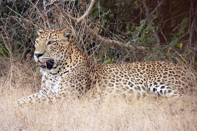 Yala National Park Safari from Hambantota Seaport - What Travelers Are Saying